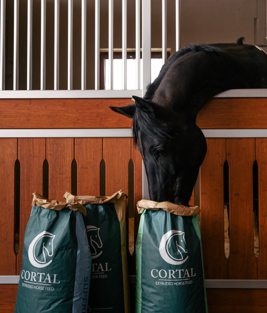 Home - Cortal Horse