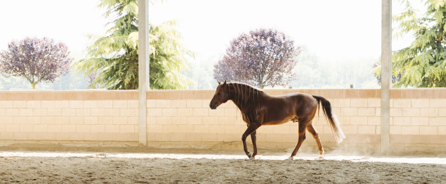 Come aiutare un cavallo tendenzialmente letargico? - Cortal Horse